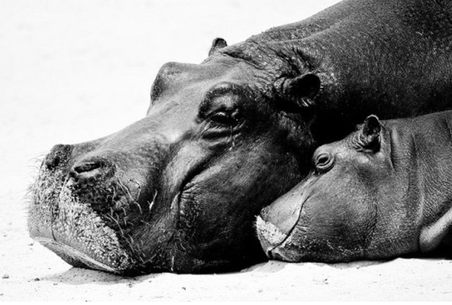 No hippos?, Sarah Wixon