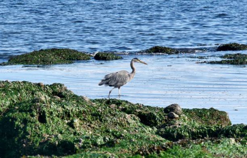COP15 – how does the new global biodiversity framework impact ...