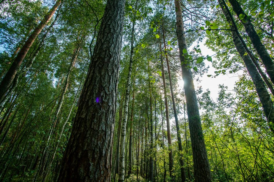 Amazon Faces Greenwashing Suit Over Paper Products, Jordyn Milewski