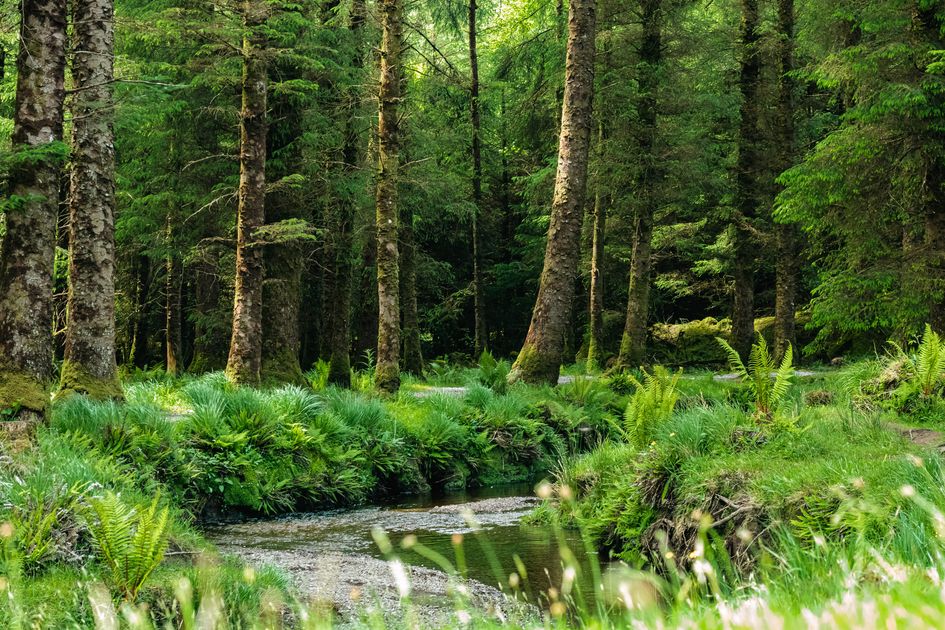 NYS DEC Finalizes Changes to 480-a Forest Tax Law Regulations Effective ...