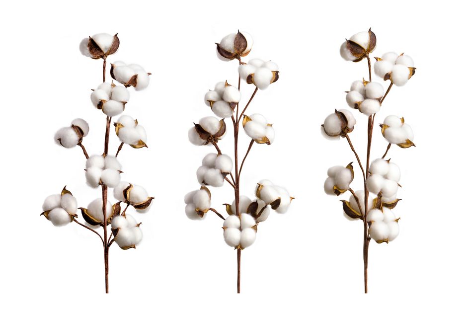 Is lab-grown cotton the future?, Astrid Walstra