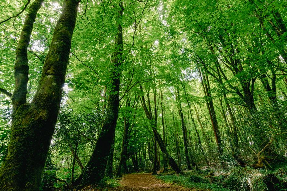 New guidance from SBTN on setting science-based targets for nature ...