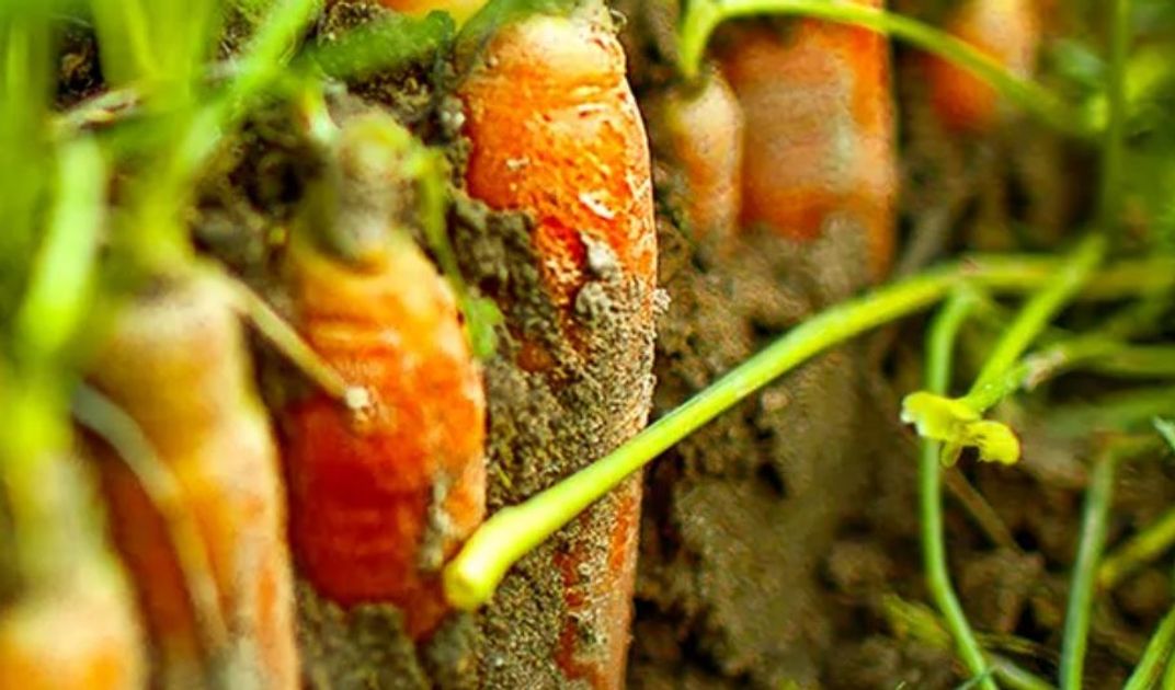 How microplastics are infiltrating the food you eat, Calin Moldovean