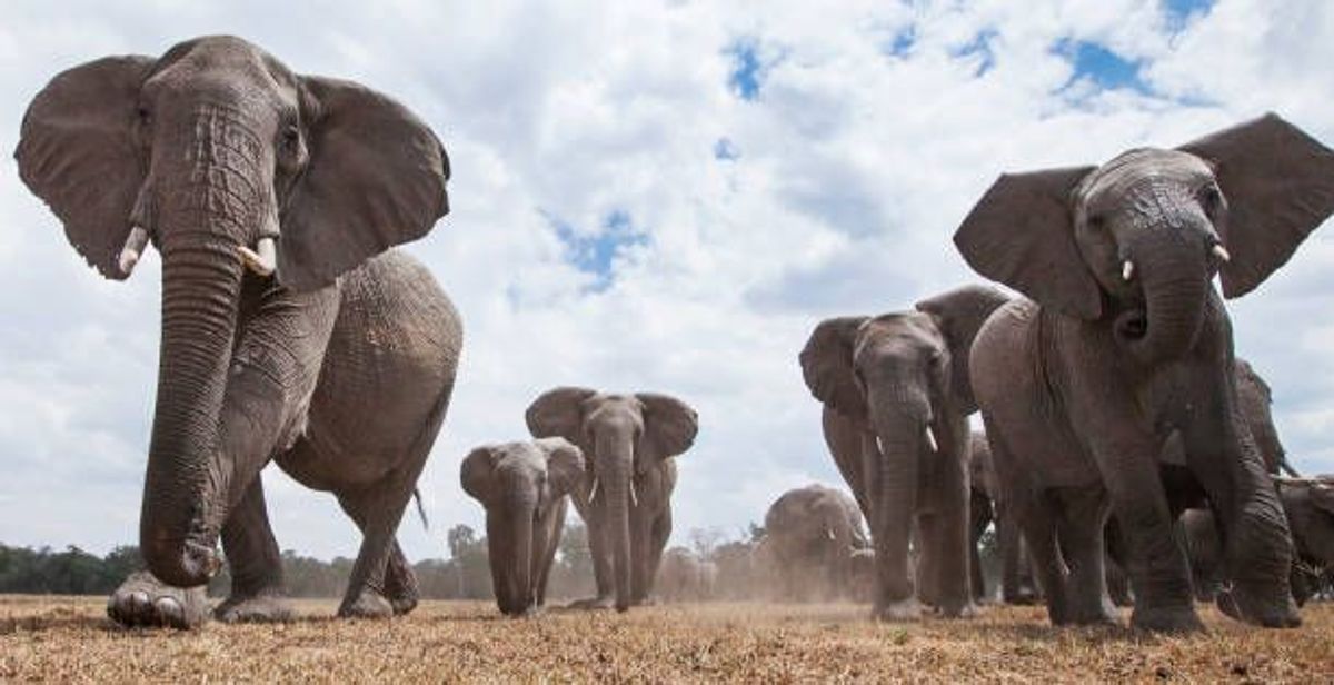 Pour limiter le réchauffement climatique, baleines et éléphants sont ...