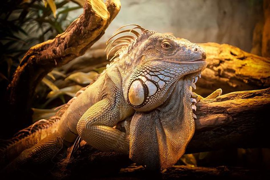 La primera evaluación mundial de los reptiles amenazados concluye que ...