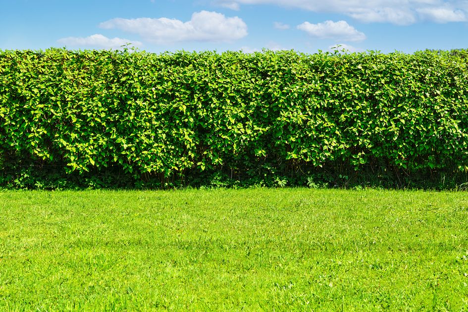 FMSB opens debate on pre-hedging, Simon Treacy