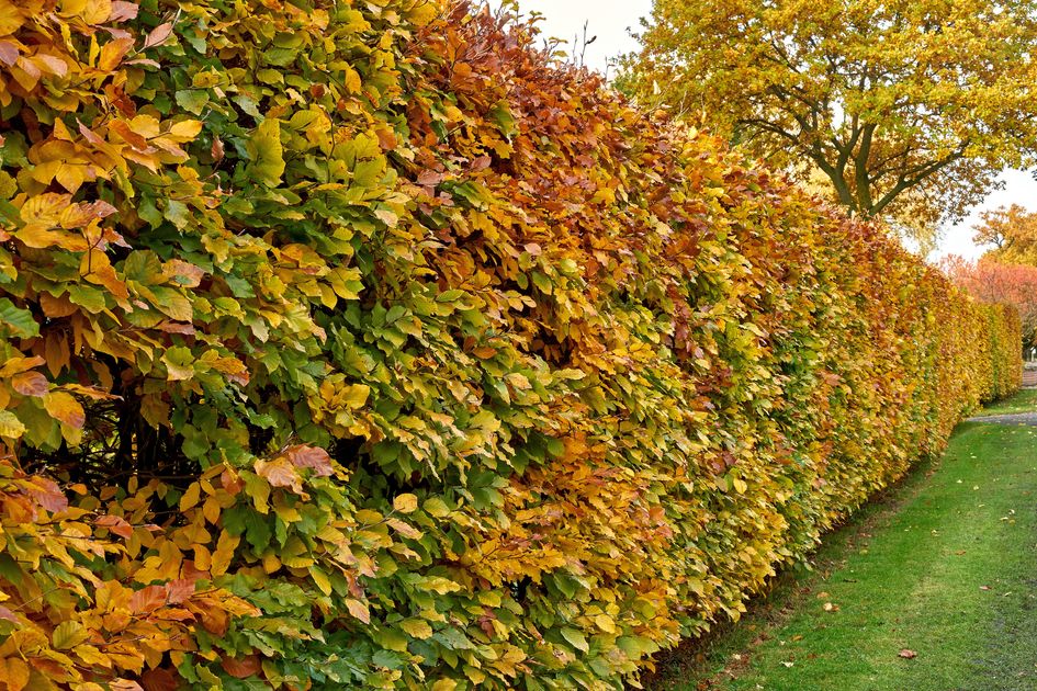 IOSCO finalises guidance on pre-hedging, Karen Cooper, Stephen Clipsham