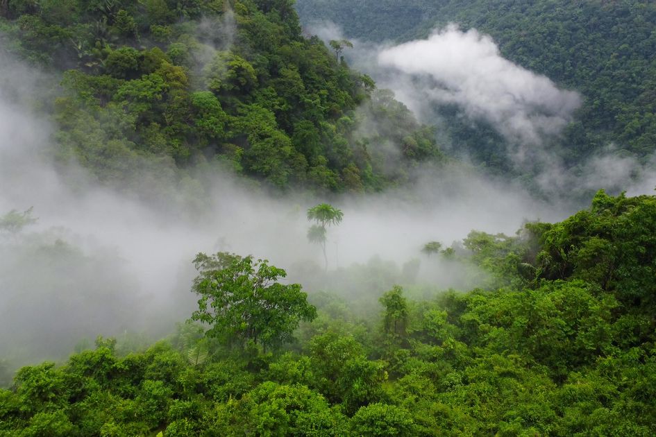 European Commission Publishes Updated EUDR Guidance, FAQs, and a Draft ...